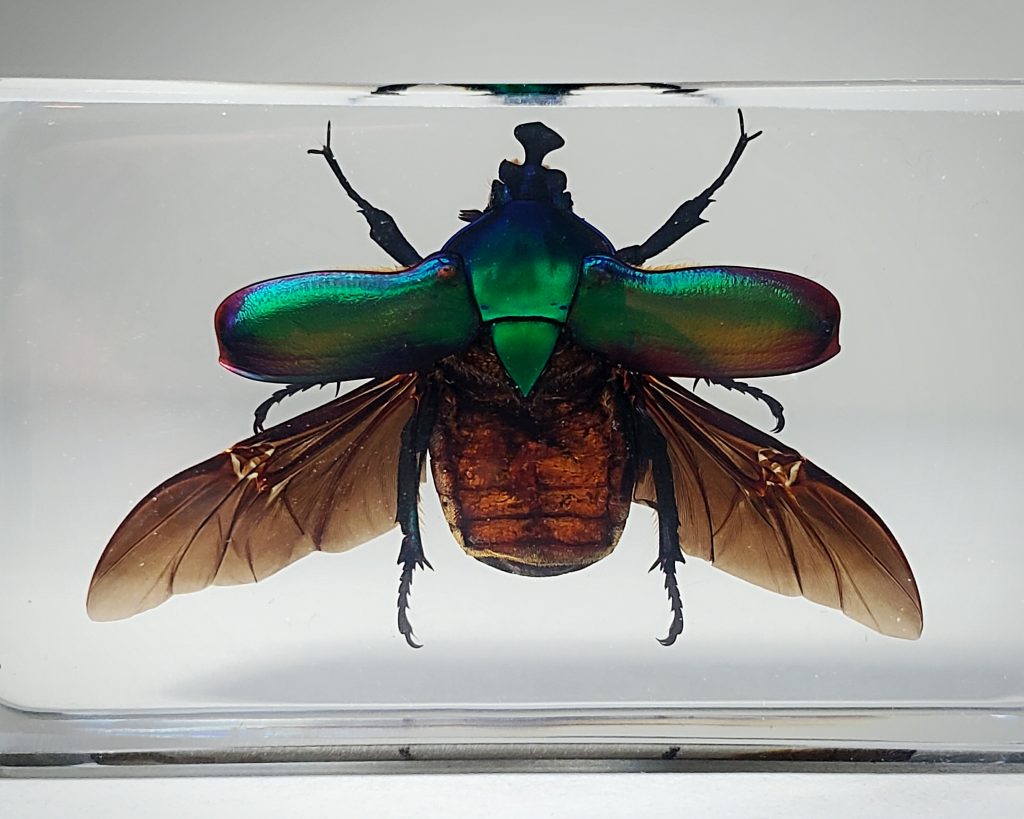 Wholesale Insects in Resin. Bugs in Resin Wholesale, Butterflies, Beetles