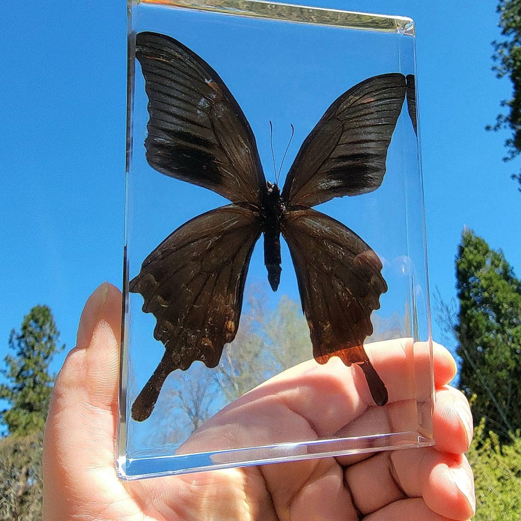 Giant Alpine Black Swallowtail Butterfly in Resin, Papilio maackii ...