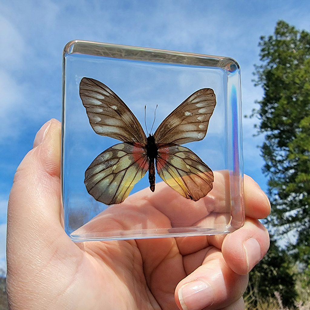 Red Base Jezebel Butterfly in Resin, Delias acalis - Insects In Resin