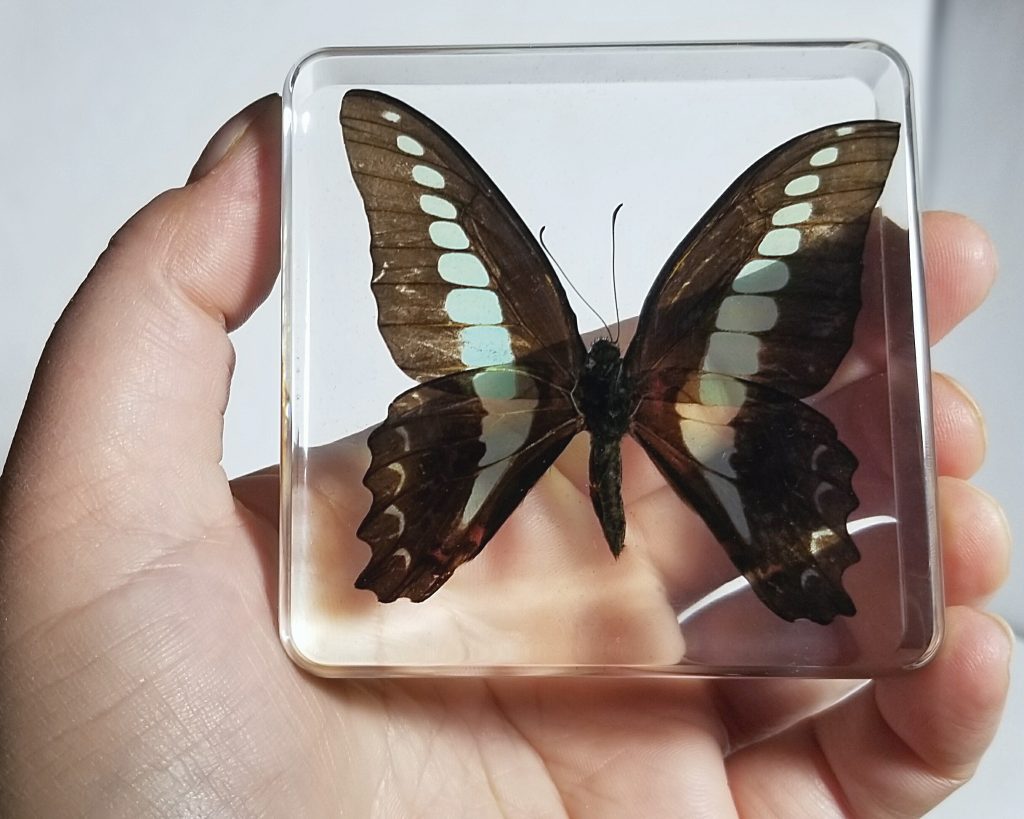 Blue Bottle Butterfly in Resin, Graphium sarpedon Linnaeus - Insects In ...
