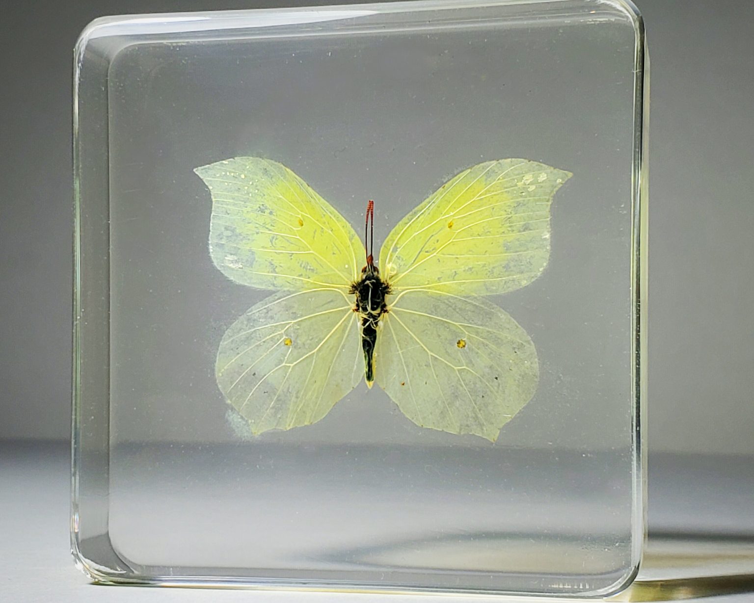 Wholesale Insects in Resin for sale. Bugs in Resin Wholesale ...