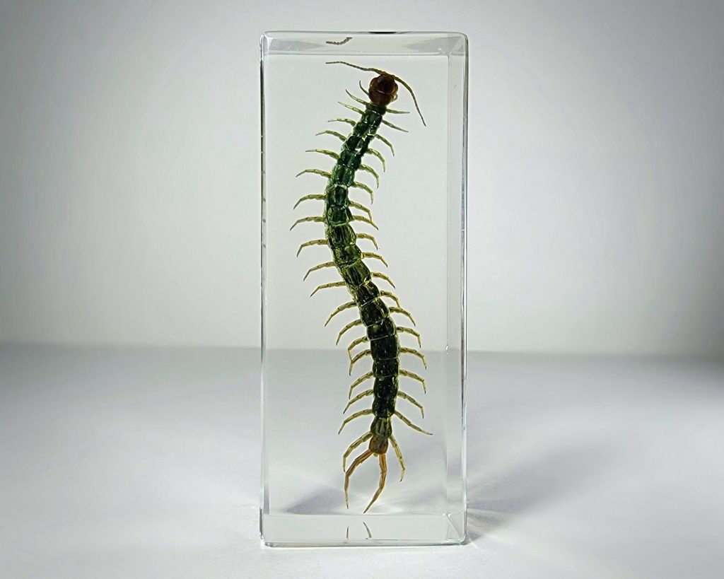 Chinese Red-Headed Centipede in Resin, Scolopendra subspinipes mutilans ...
