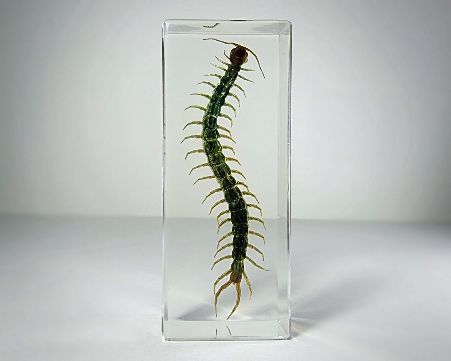 Bugs in Resin -Museum quality resin specimens