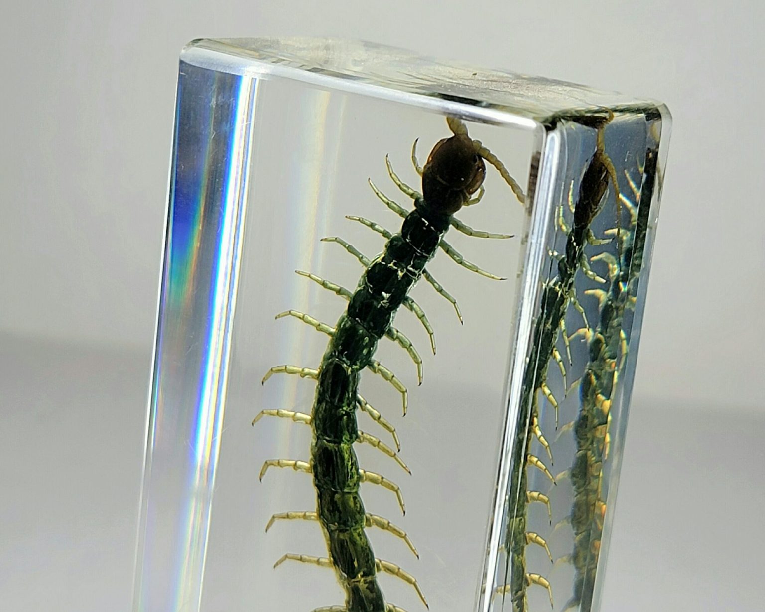 Chinese Red-Headed Centipede in Resin, Scolopendra subspinipes mutilans ...