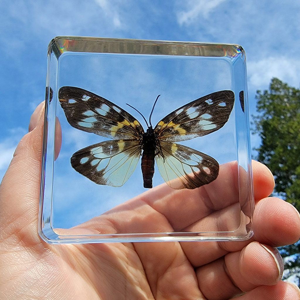 Burnet Moth in Resin, Erasmia pulchella - Insects In Resin