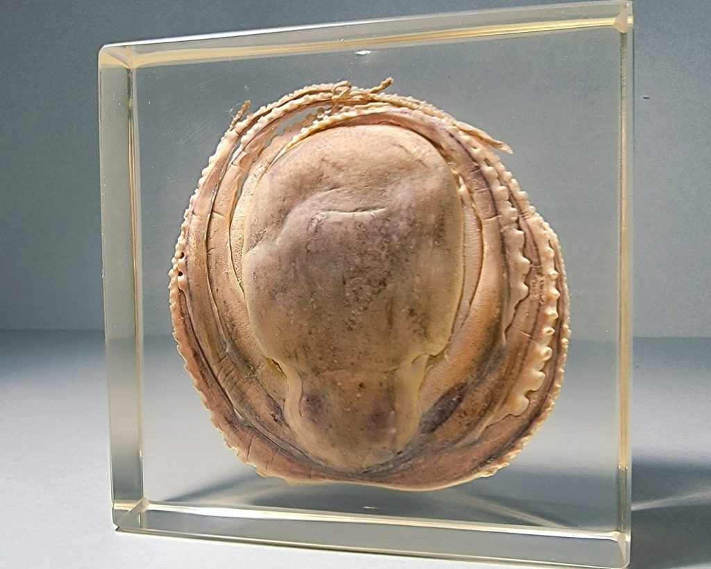 DISCOUNT -Large Octopus, Real Octopus in Resin - Insects In Resin