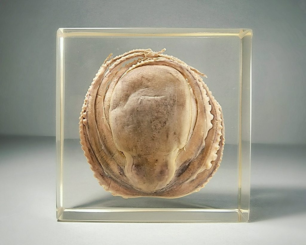 Large Octopus, Real Octopus in Resin, Octopus Vulgaris - Insects In Resin
