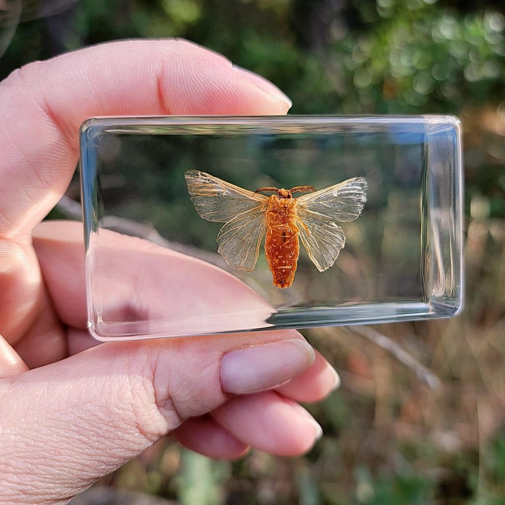 Silkmorm Moth in Resin, Silk Moth, Bombyx mori - Insects In Resin