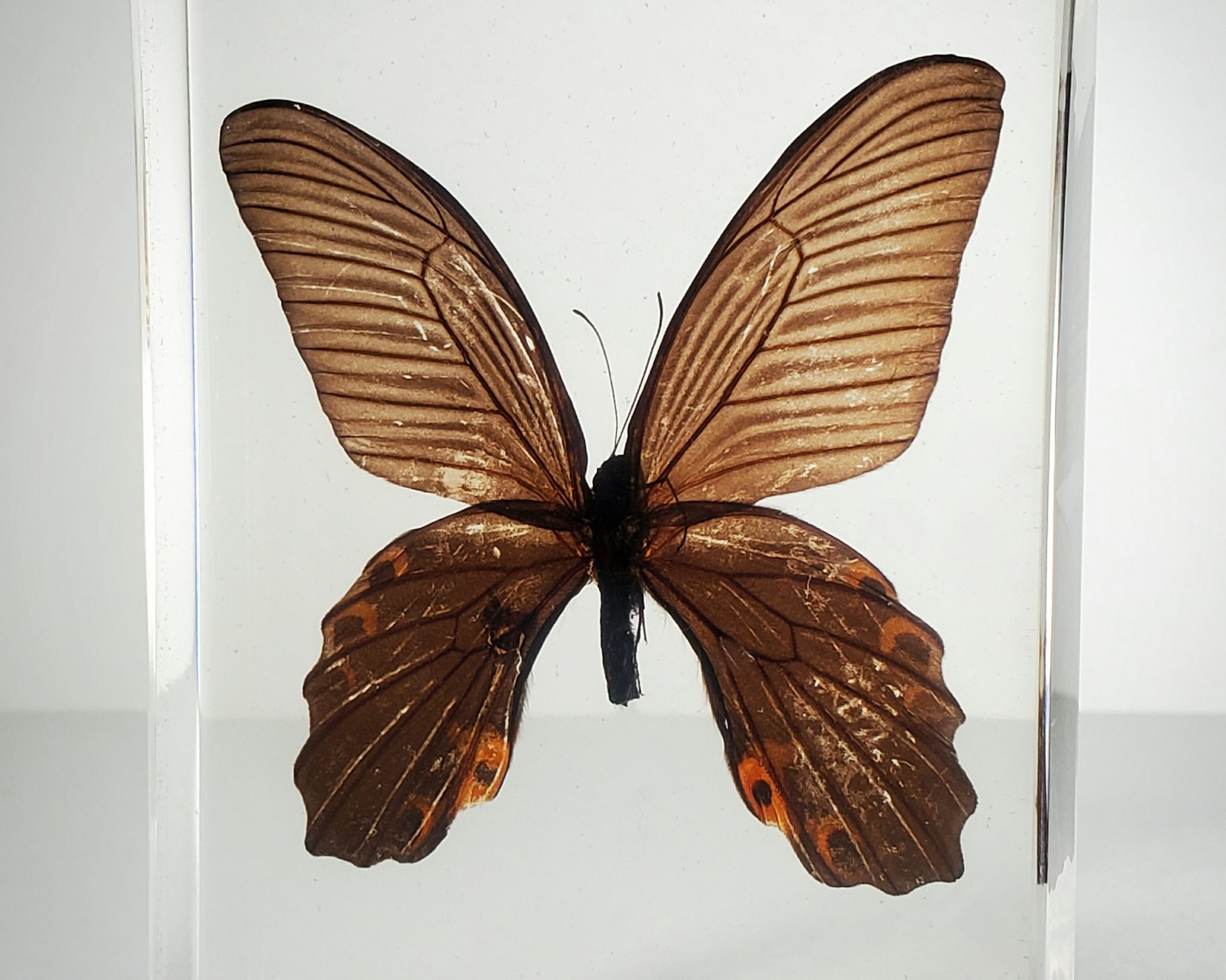 Wholesale Insects in Resin. Bugs in Resin Wholesale, Butterflies, Beetles