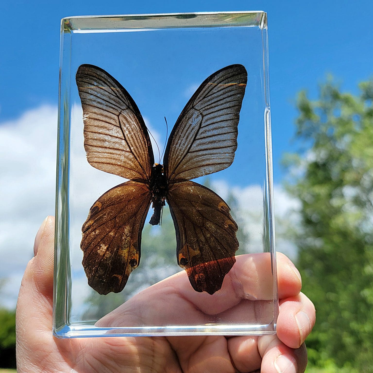 Large Black Spangle Butterfly in Resin, Papilio protenor - Insects In Resin