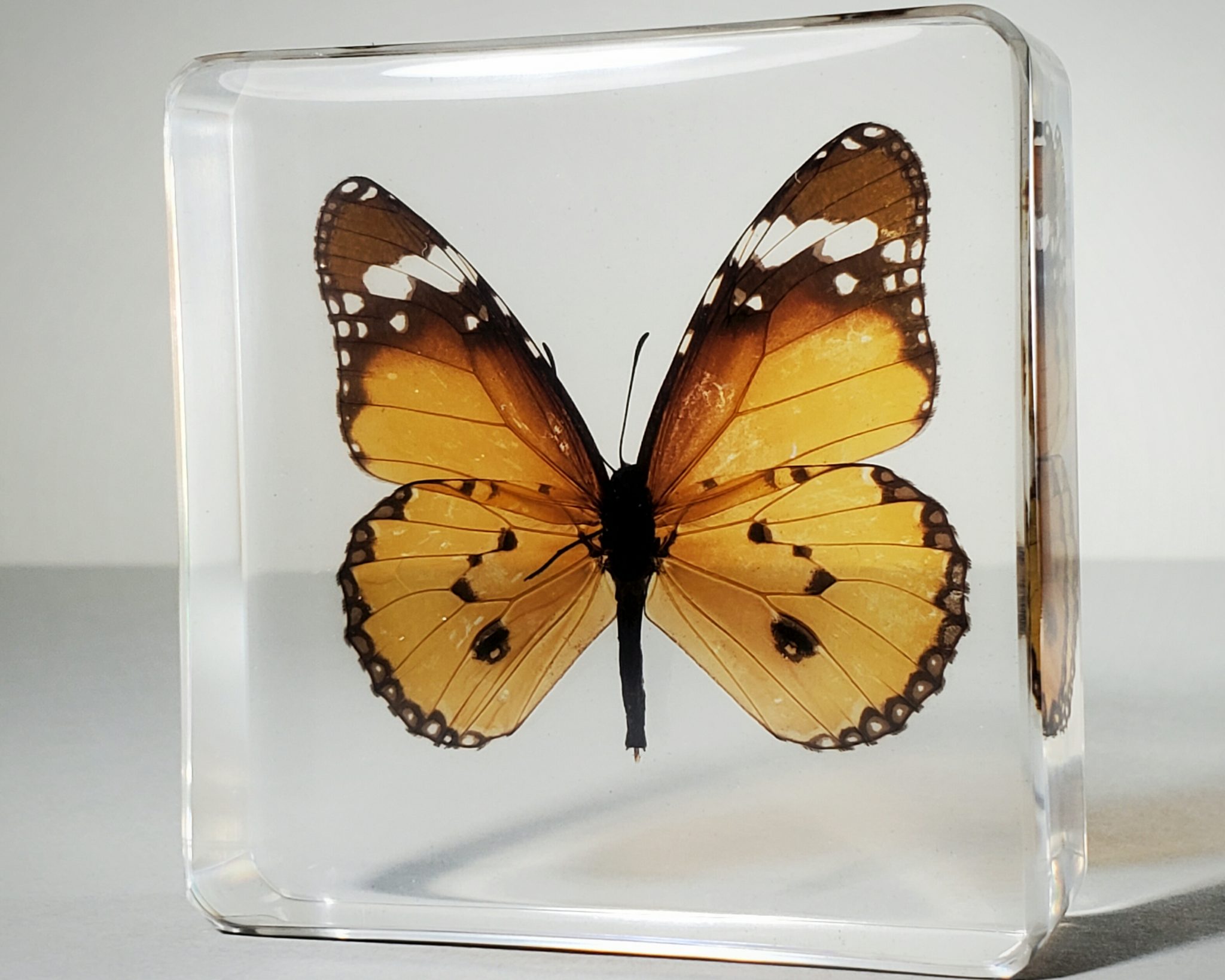Wholesale Insects in Resin. Bugs in Resin Wholesale, Butterflies, Beetles