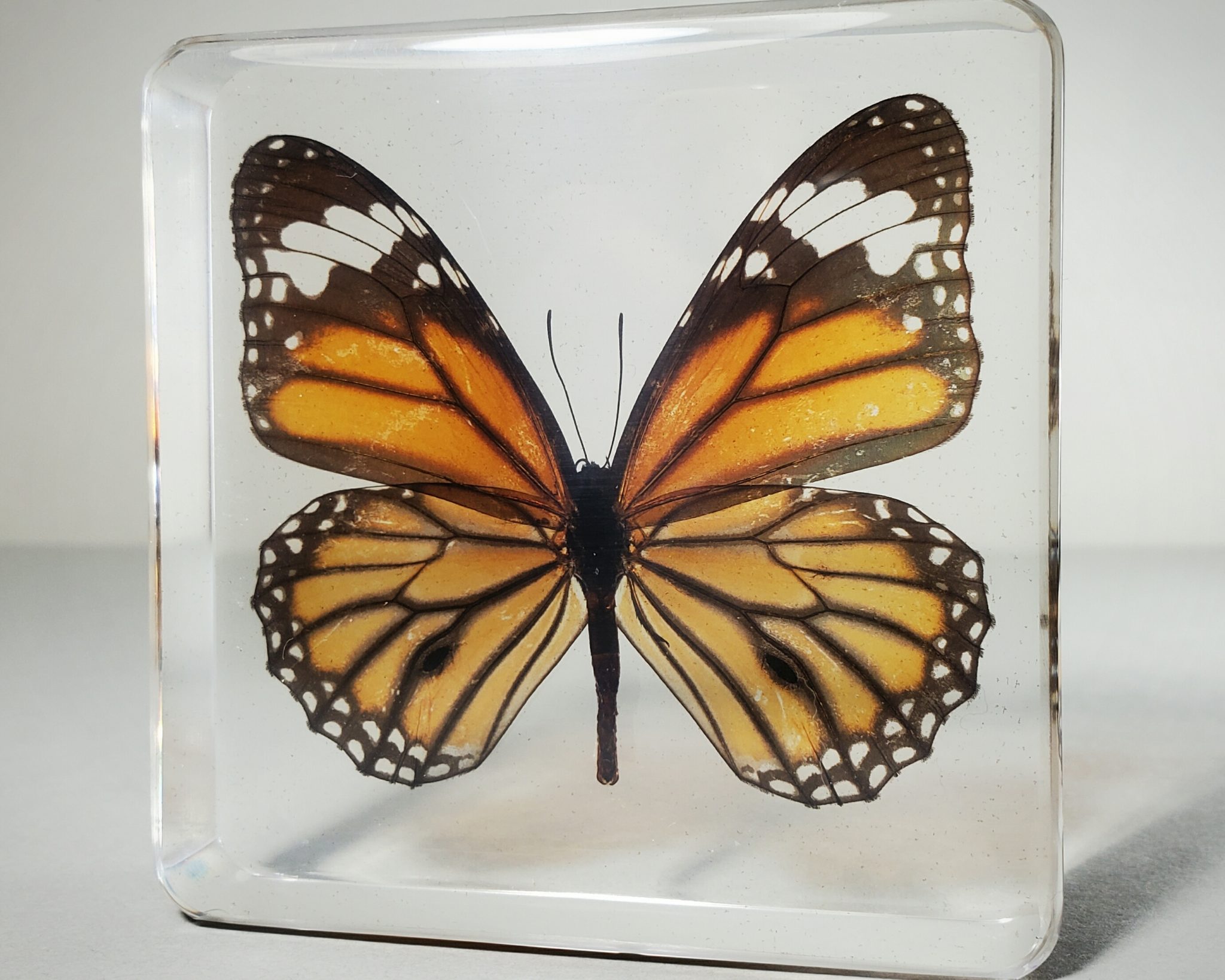 Wholesale Insects in Resin for sale. Bugs in Resin Wholesale ...