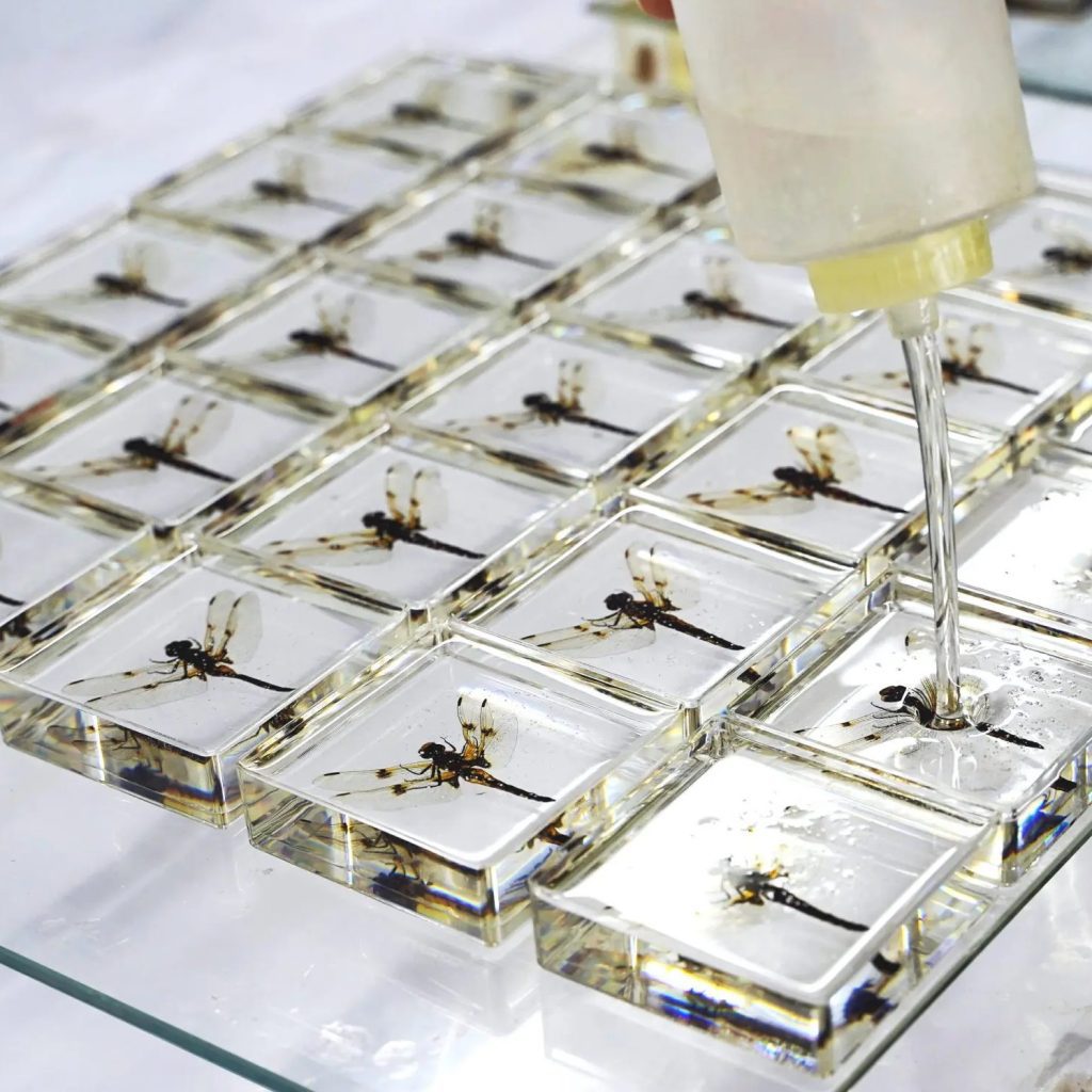 Dragonfly in Resin, Four Spotted Chaser, Libellula quadrimaculata ...