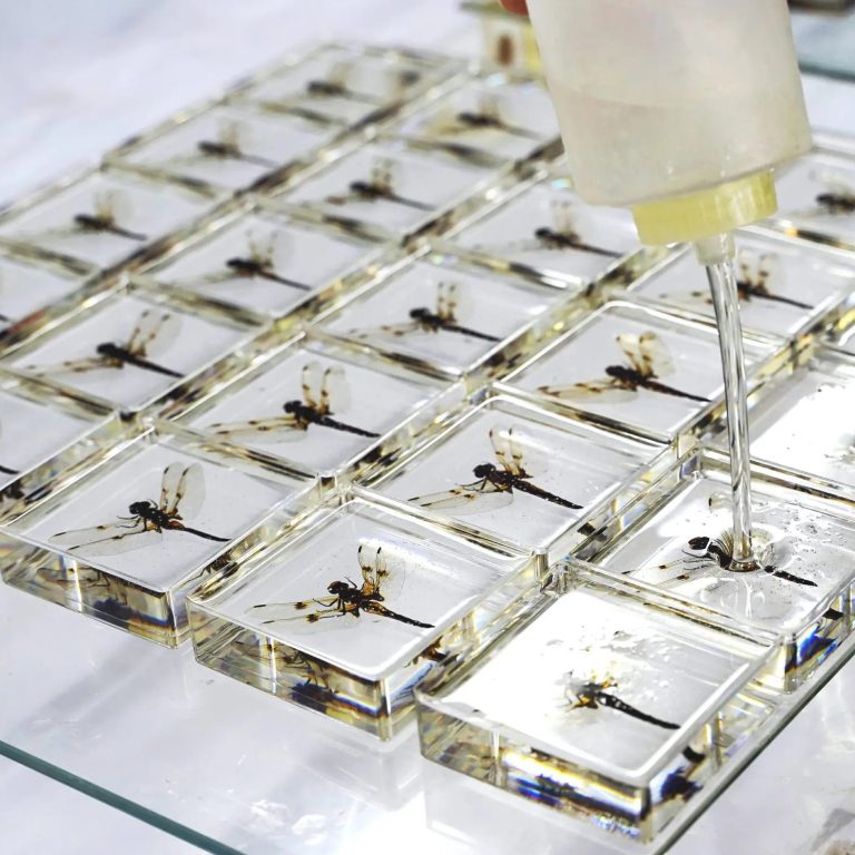 Dragonfly in Resin, Four Spotted Chaser, Libellula quadrimaculata ...