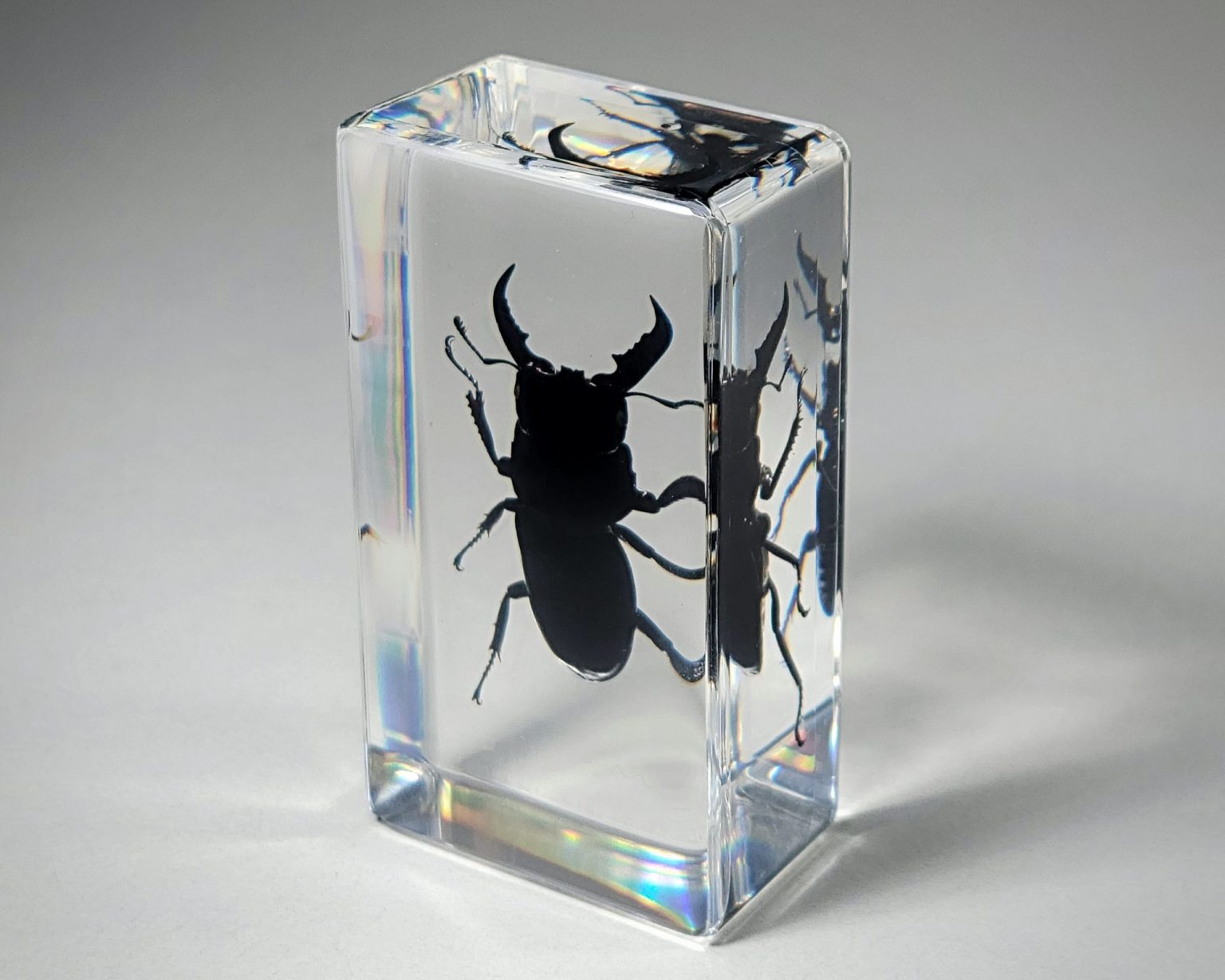 Large Stag Beetle in Resin, Dorcus titanus platymelus - Insects In Resin