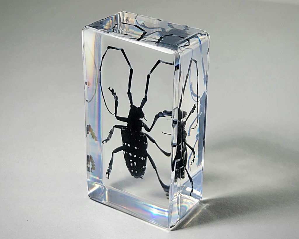 Longhorn Beetle in Resin, Anoplophora chinensis - Insects In Resin