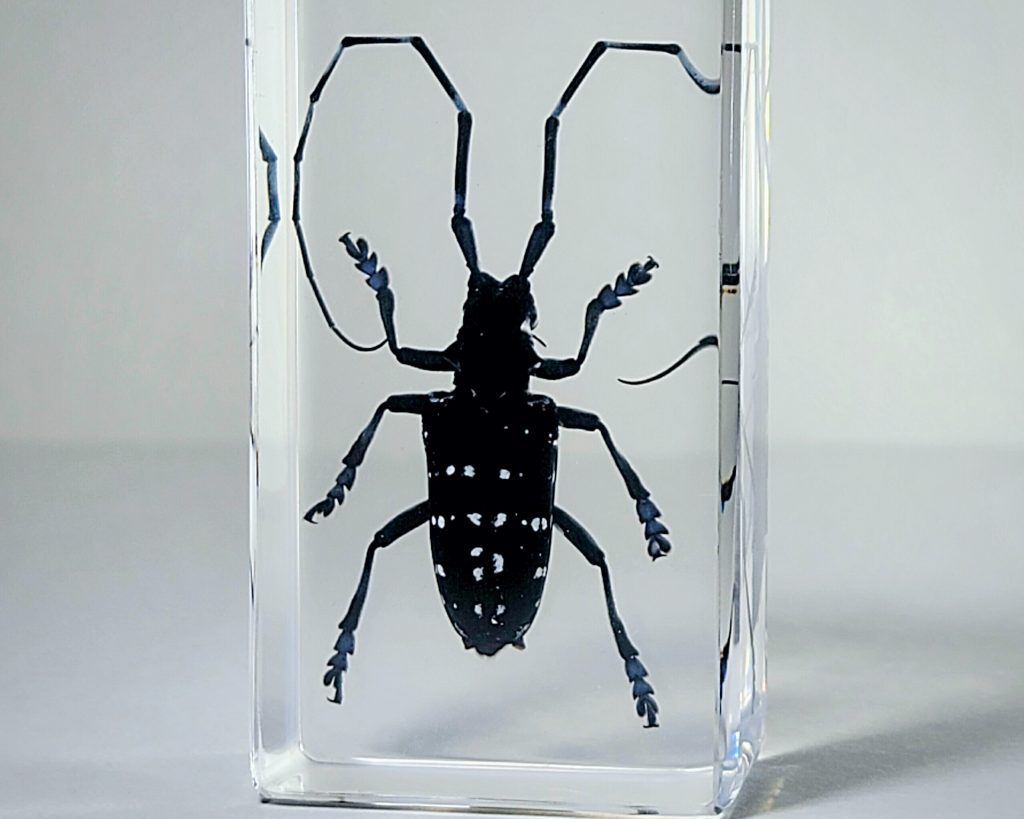 Wholesale Insects in Resin. Bugs in Resin Wholesale, Butterflies, Beetles