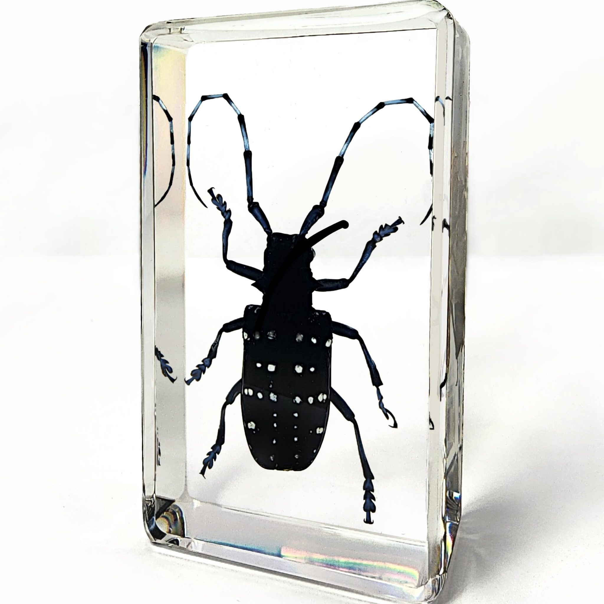 Longhorn Beetle in Resin, Anoplophora chinensis - Insects In Resin