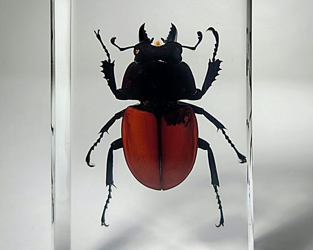 Stag Beetle in Resin, Neolucanus Swinhoei - Insects In Resin