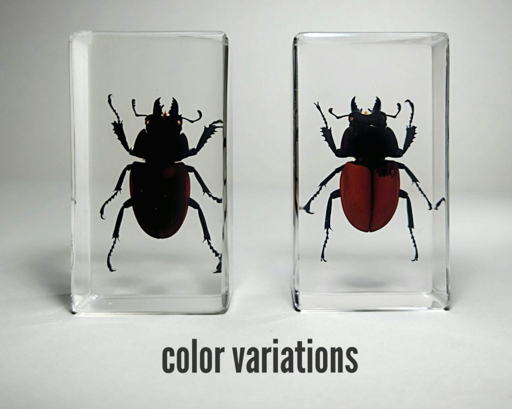 Stag Beetle in Resin, Neolucanus Swinhoei - Insects In Resin