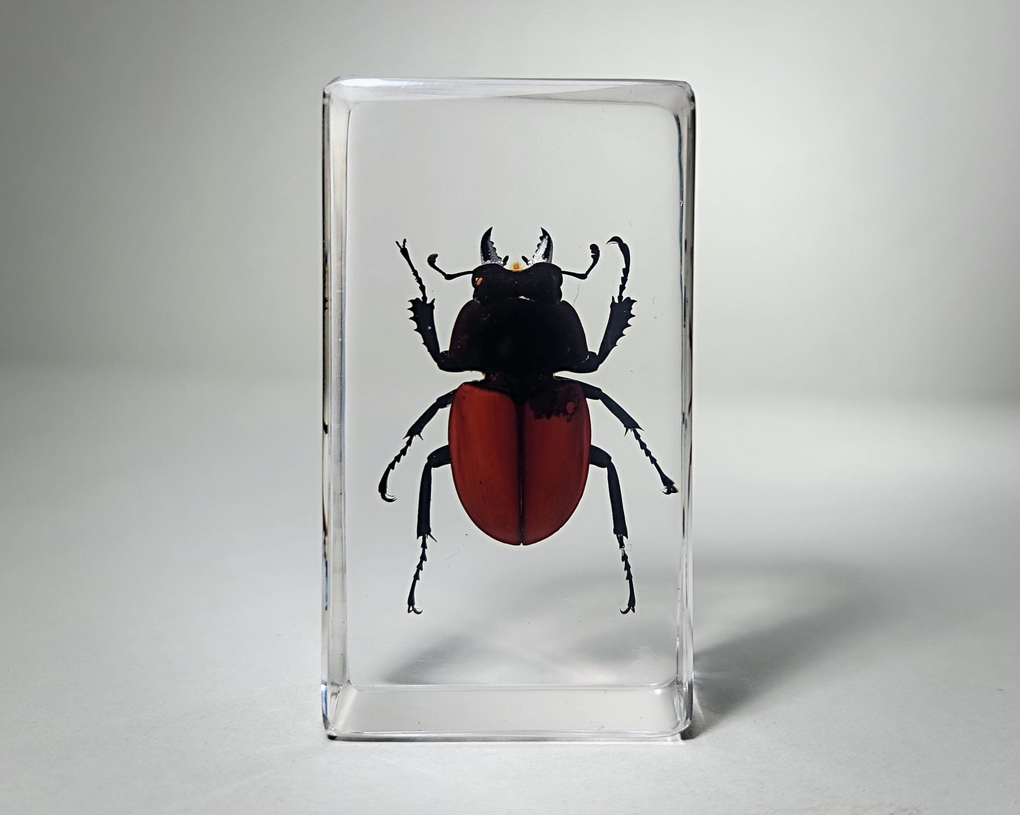 Stag Beetle in Resin, Neolucanus Swinhoei - Insects In Resin