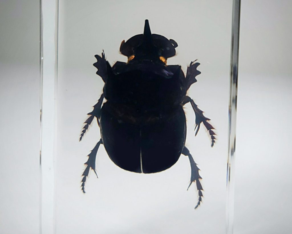 Small Dung Beetle in Resin, Catharsius molossus - Insects In Resin