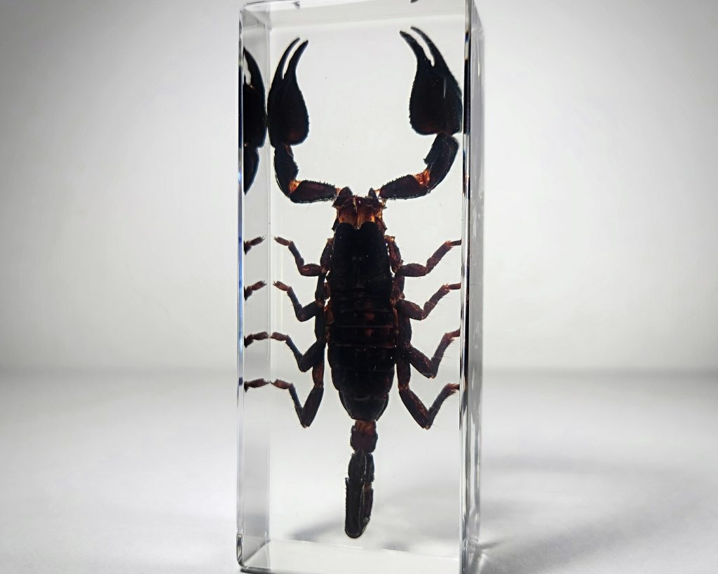 Large Forest Scorpion in Resin, Heterometrus liangi - Insects In Resin
