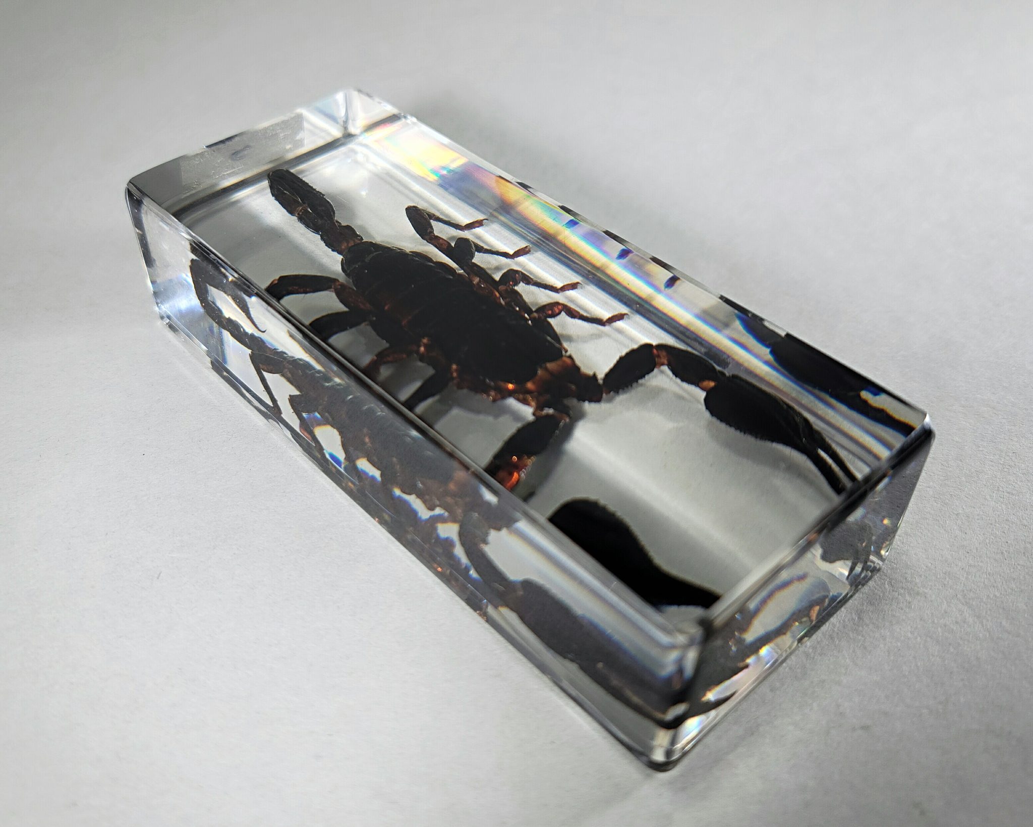 Large Forest Scorpion in Resin, Heterometrus liangi - Insects In Resin