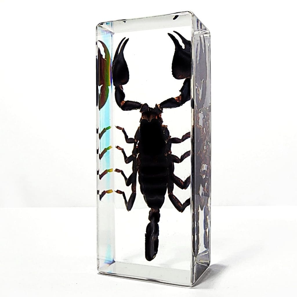 Large Forest Scorpion in Resin, Heterometrus liangi - Insects In Resin