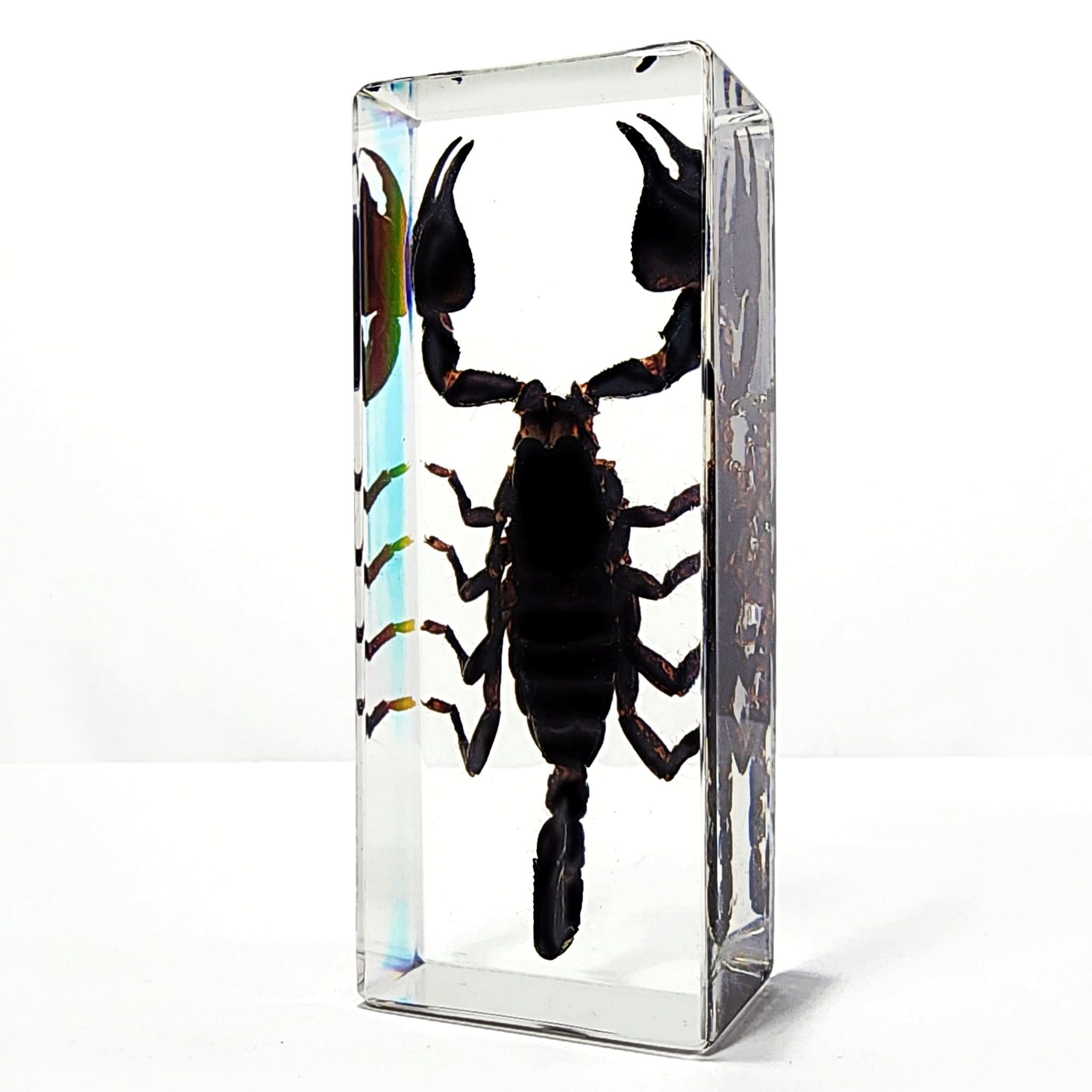 Skeletons in Resin - Wholesasle Insects In Resin Available