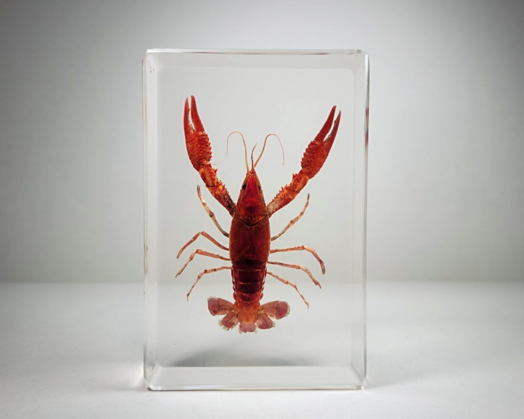 Red Swamp Crayfish in Resin, Procambarus clarkii - Insects In Resin