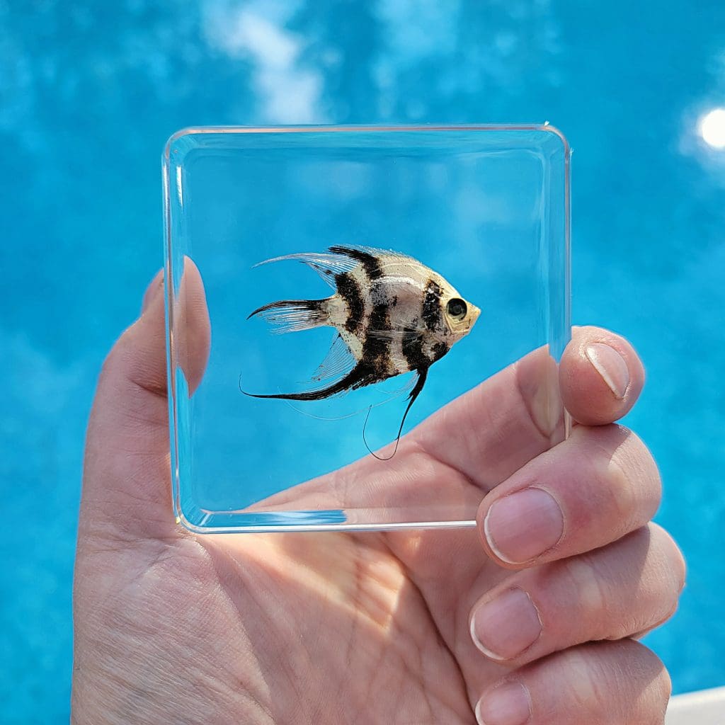 Freshwater Angelfish in Resin, Pterophyllum scalare - Insects In Resin