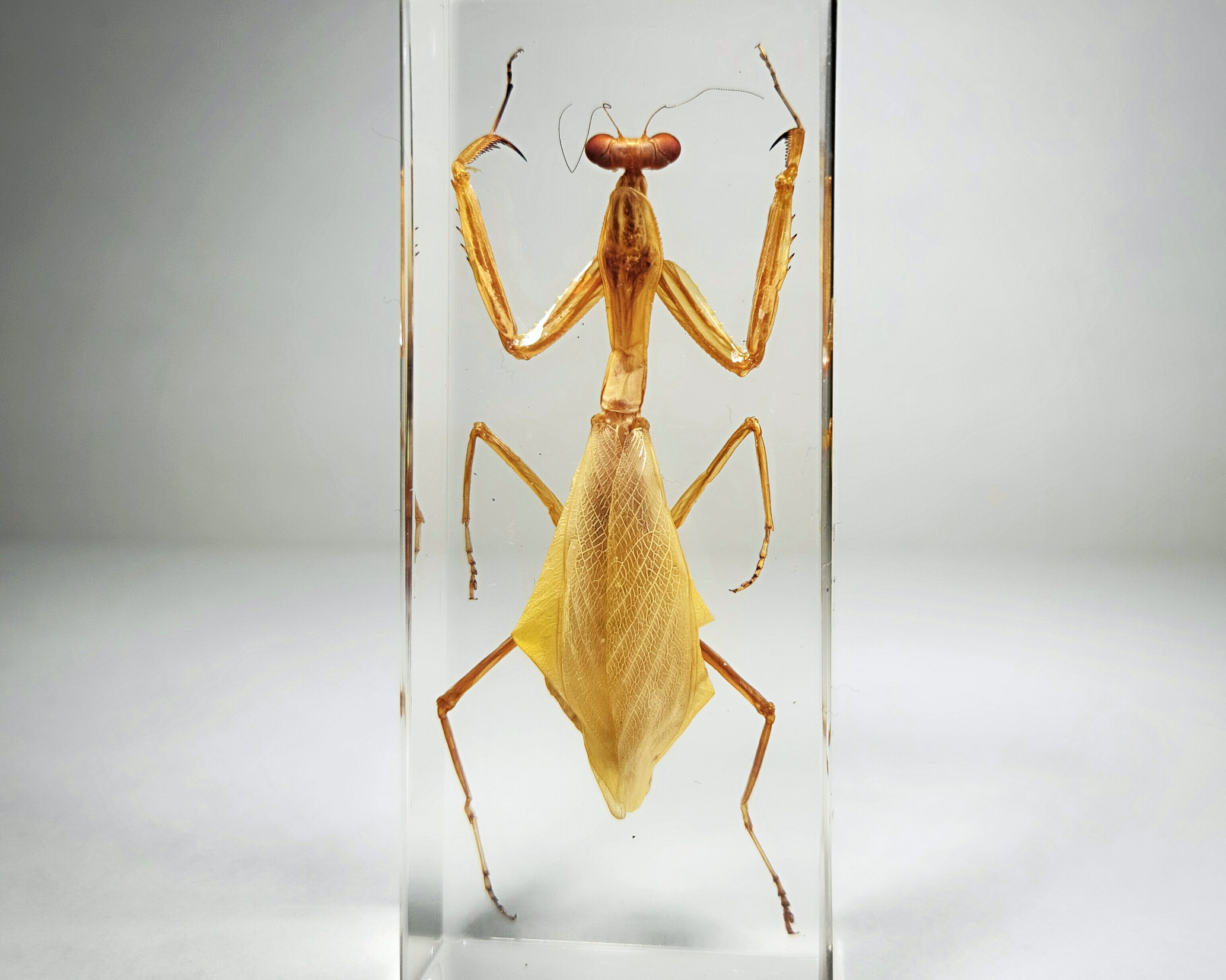 Wide Body Praying Mantis in Resin, Hierodula patellifera - Insects In Resin