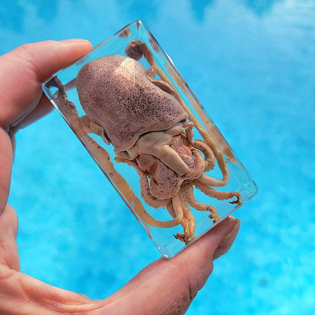 Aquatic Specimens in Resin -Wholesale Insects In Resin Available
