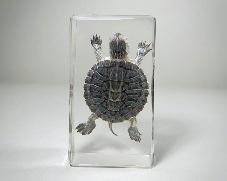 Red Eared Slider Turtle In Resin, Trachemys scripta - Insects In Resin
