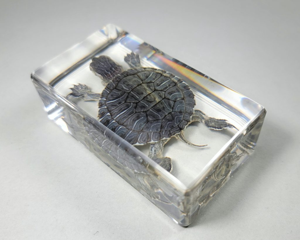 Red Eared Slider Turtle In Resin, Trachemys scripta - Insects In Resin