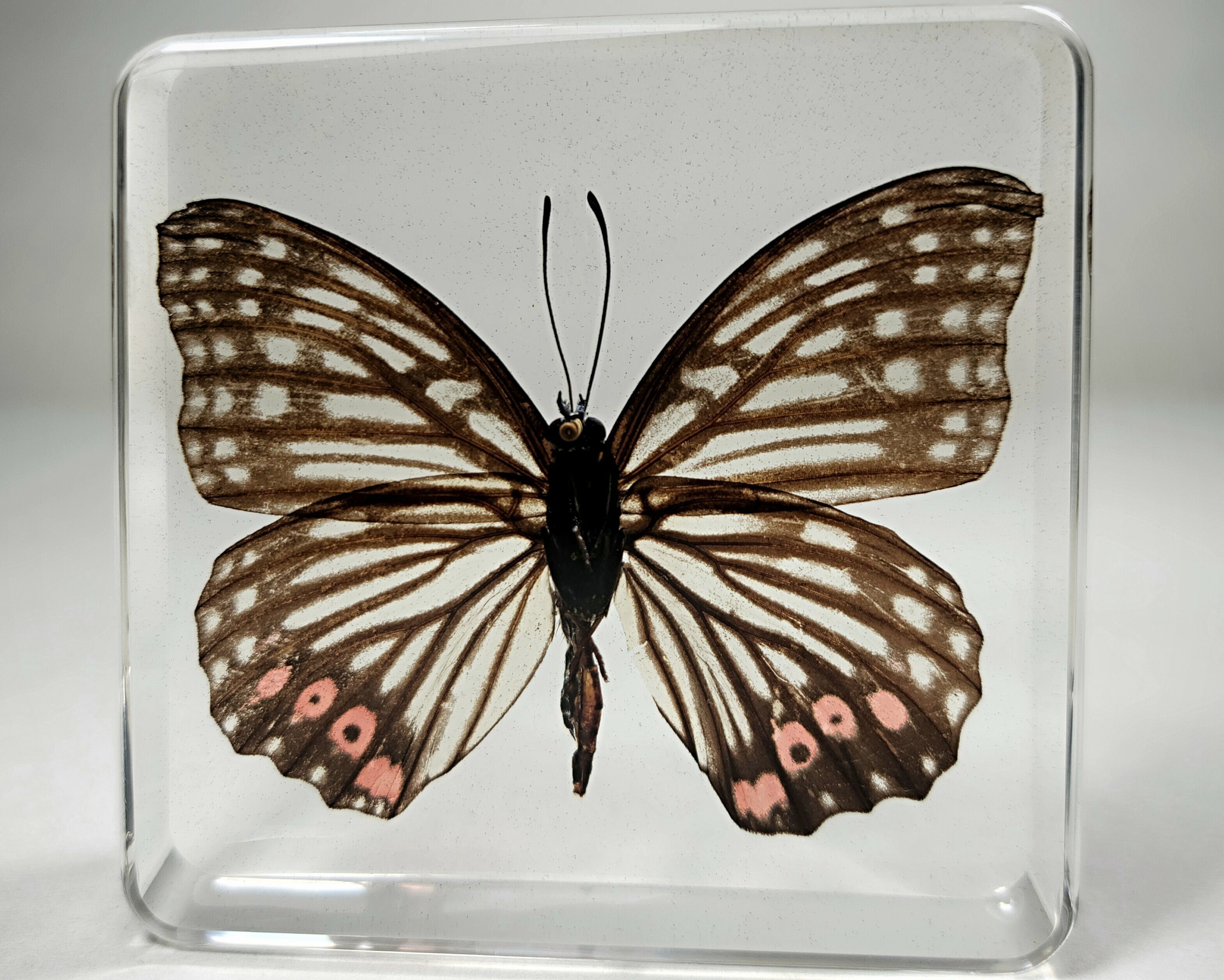 Red Ring Skirt Butterfly In Resin, Hestina assimilis - Insects In Resin
