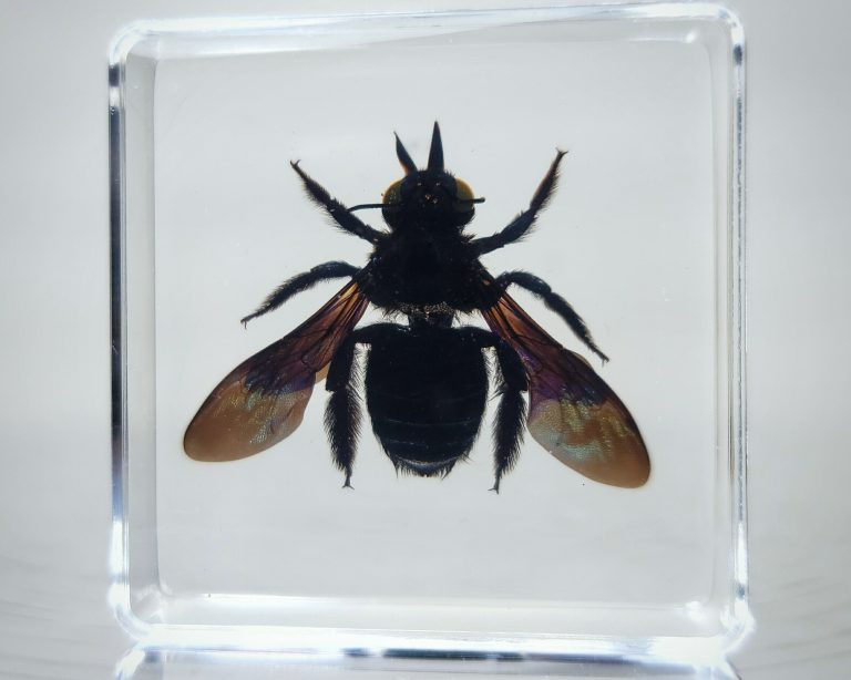 Insects In Resin -sustainably sourced museum quality specimens