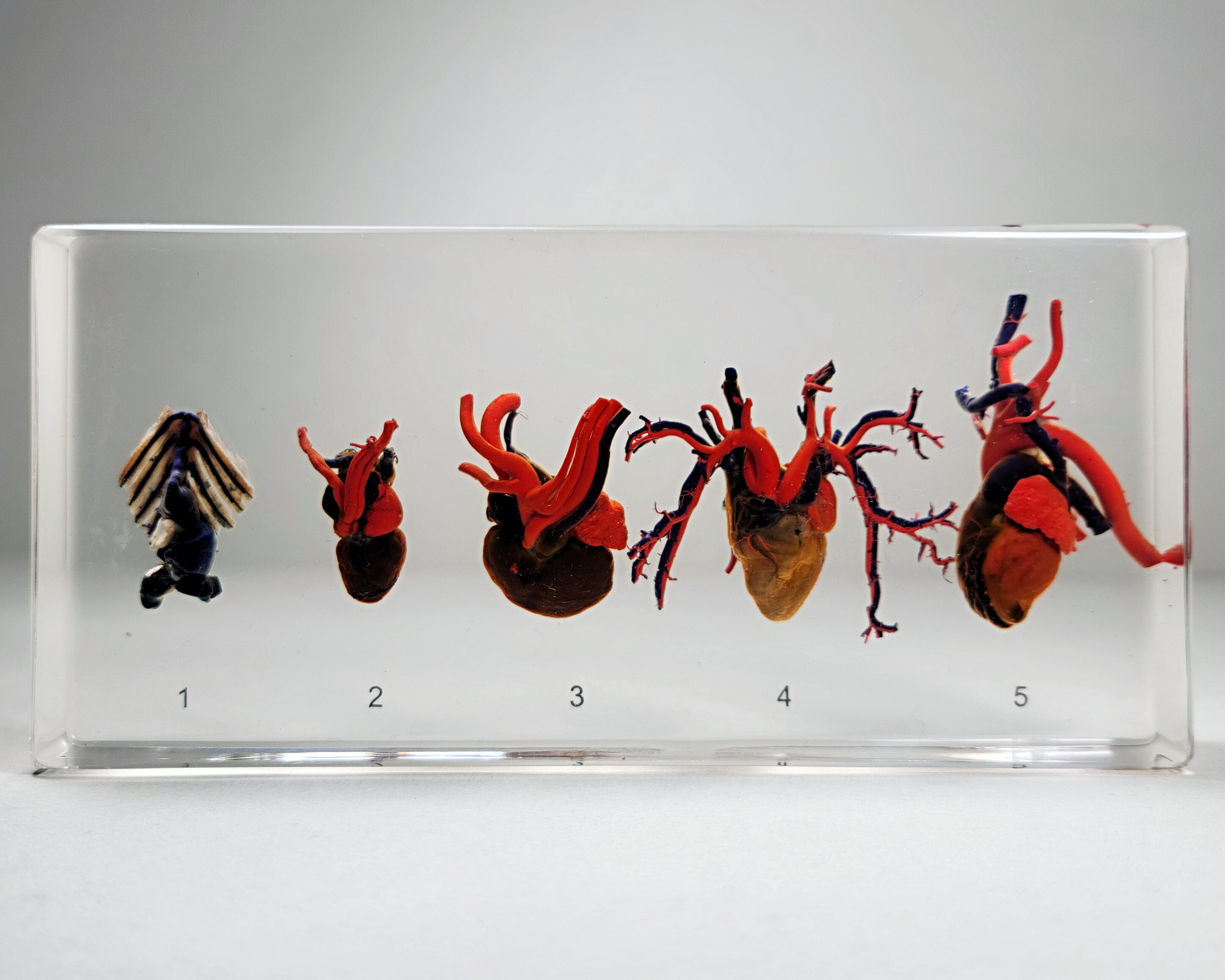 Comparative Hearts, Real Animal Hearts in Resin - Insects In Resin