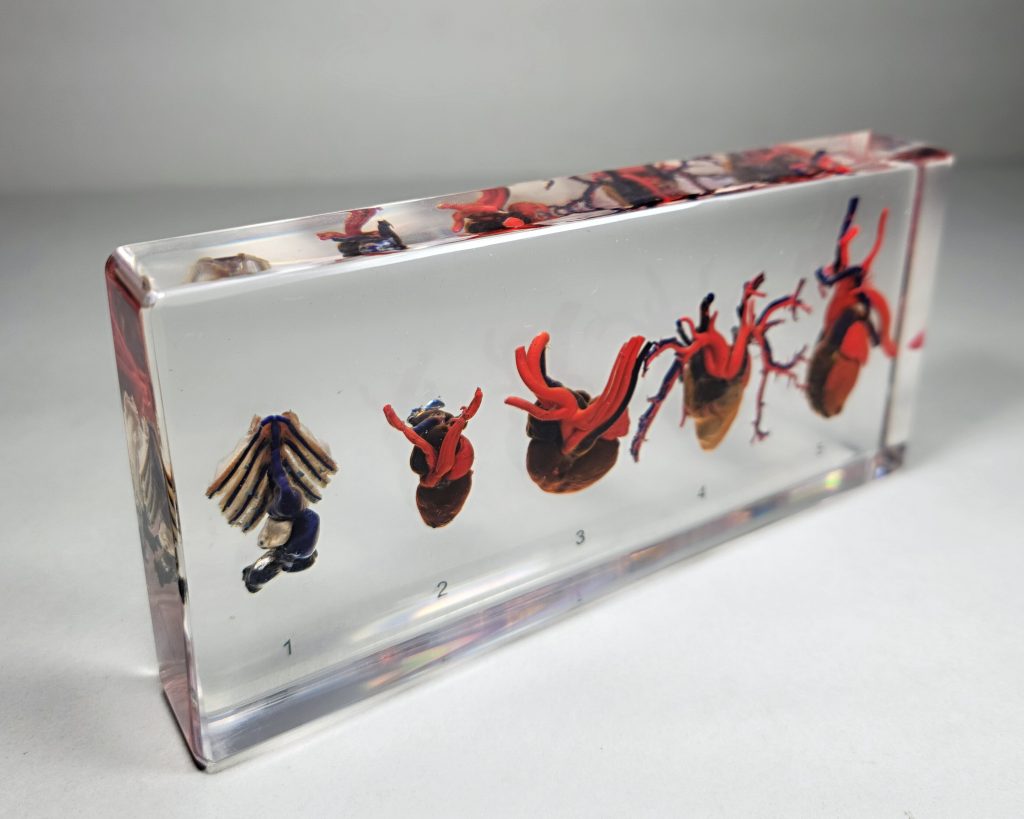 Comparative Hearts, Real Animal Hearts in Resin - Insects In Resin