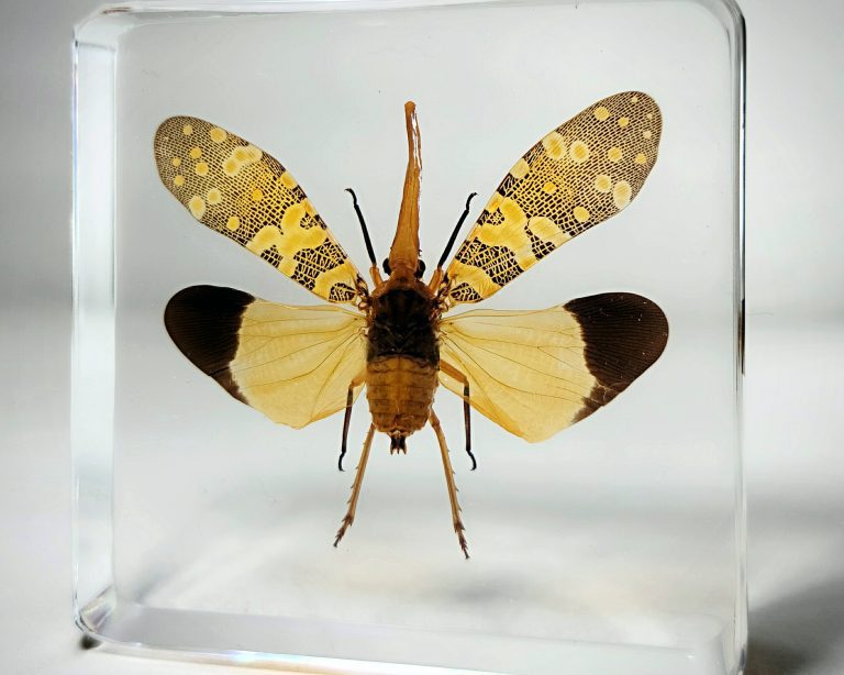 Insects In Resin -sustainably sourced museum quality specimens