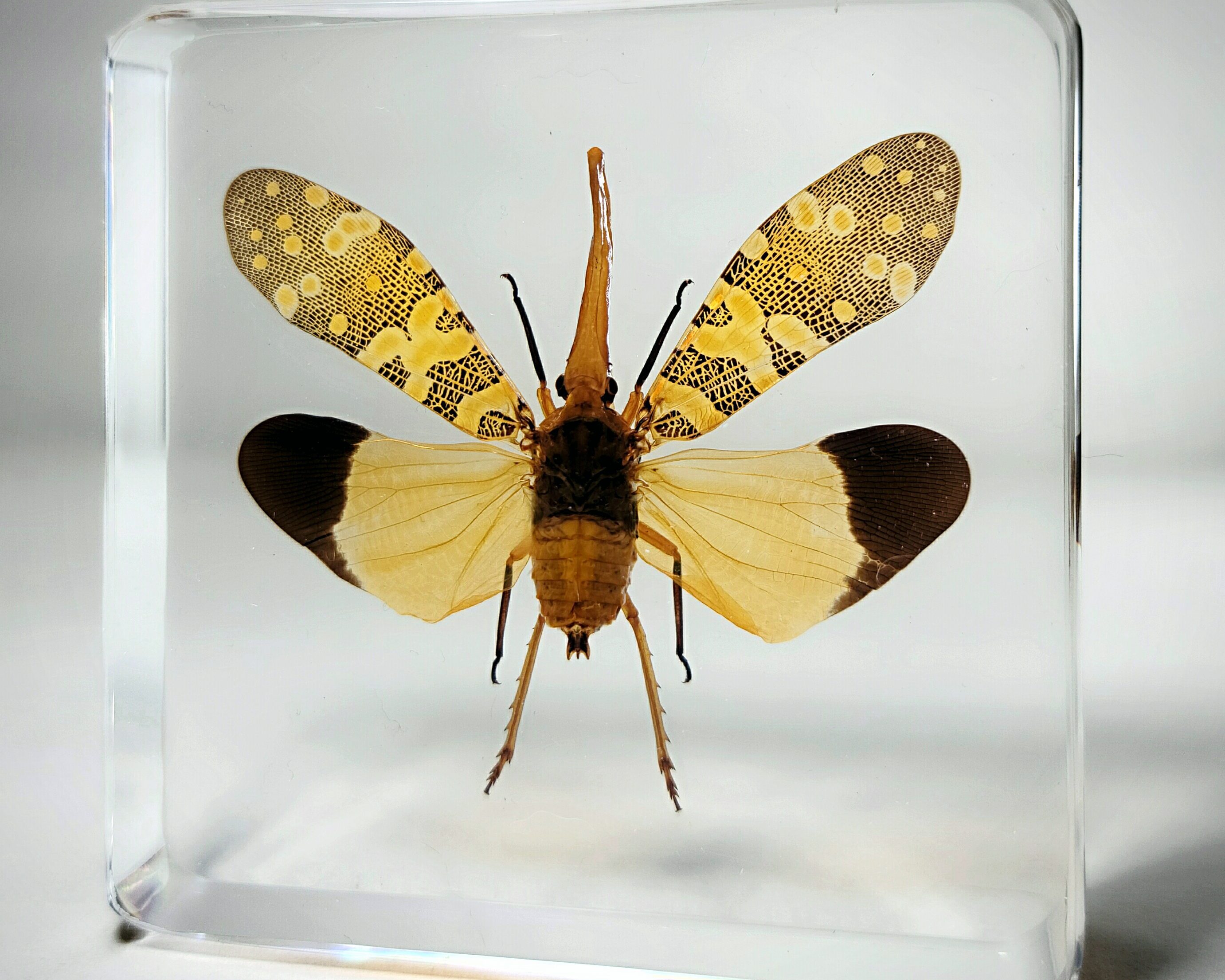 Red-Nosed Lanternfly In Resin, Wings Open, Pyrops karenius - Insects In ...