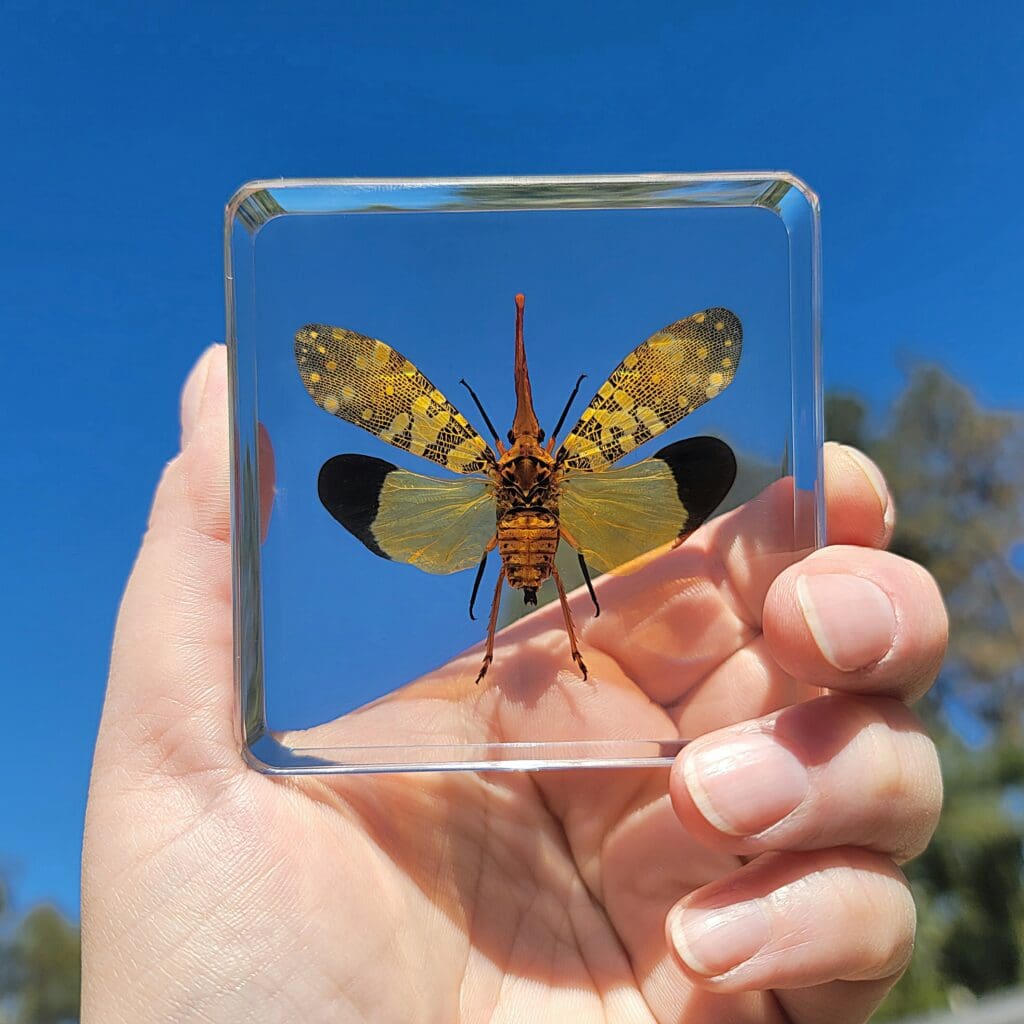 Lanternfly In Resin, Wings Open, Pyrops candelaria - Insects In Resin