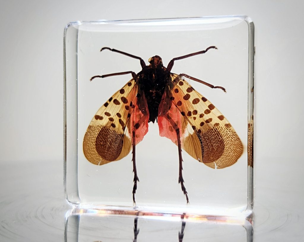 Bugs in Resin -Museum quality resin specimens