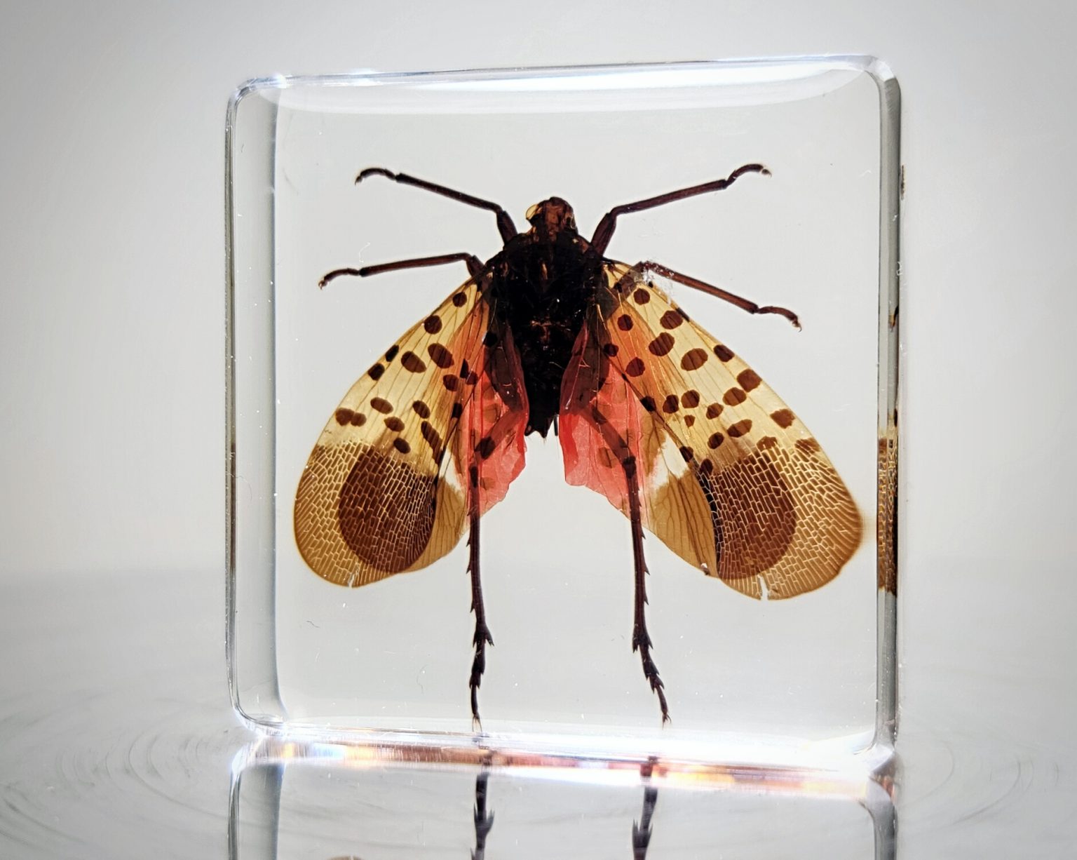 Bugs in Resin -Museum quality resin specimens
