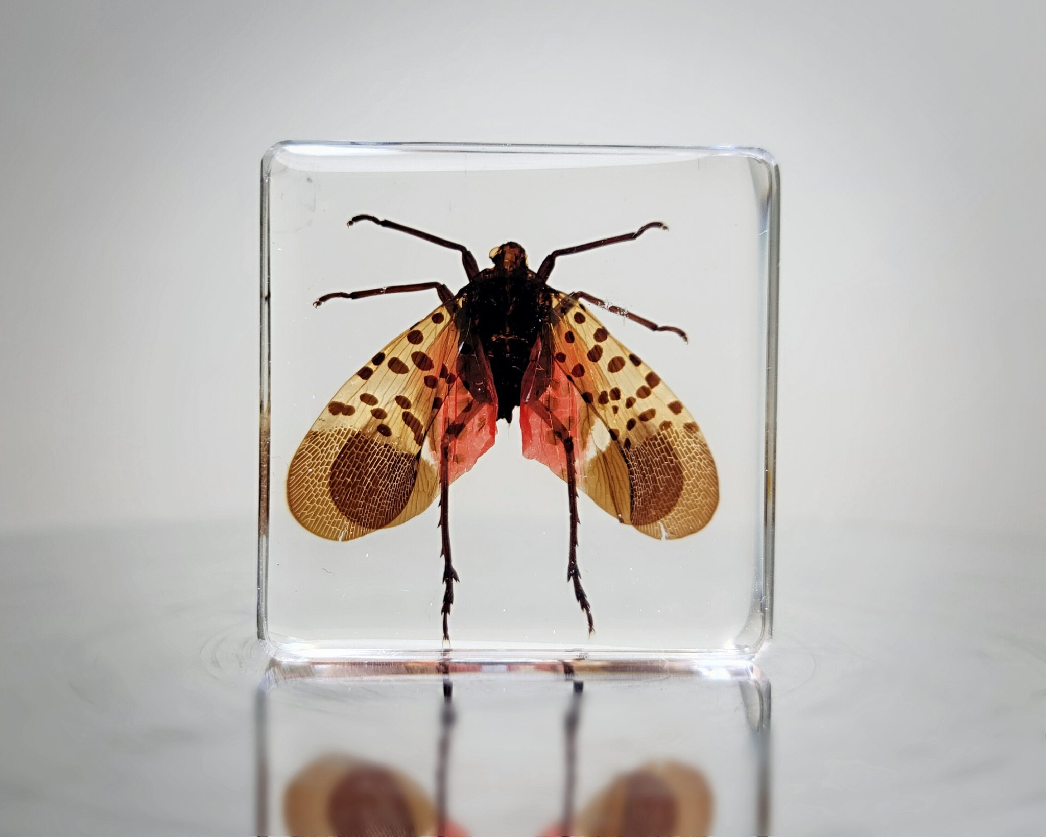 Bugs in Resin -Museum quality resin specimens