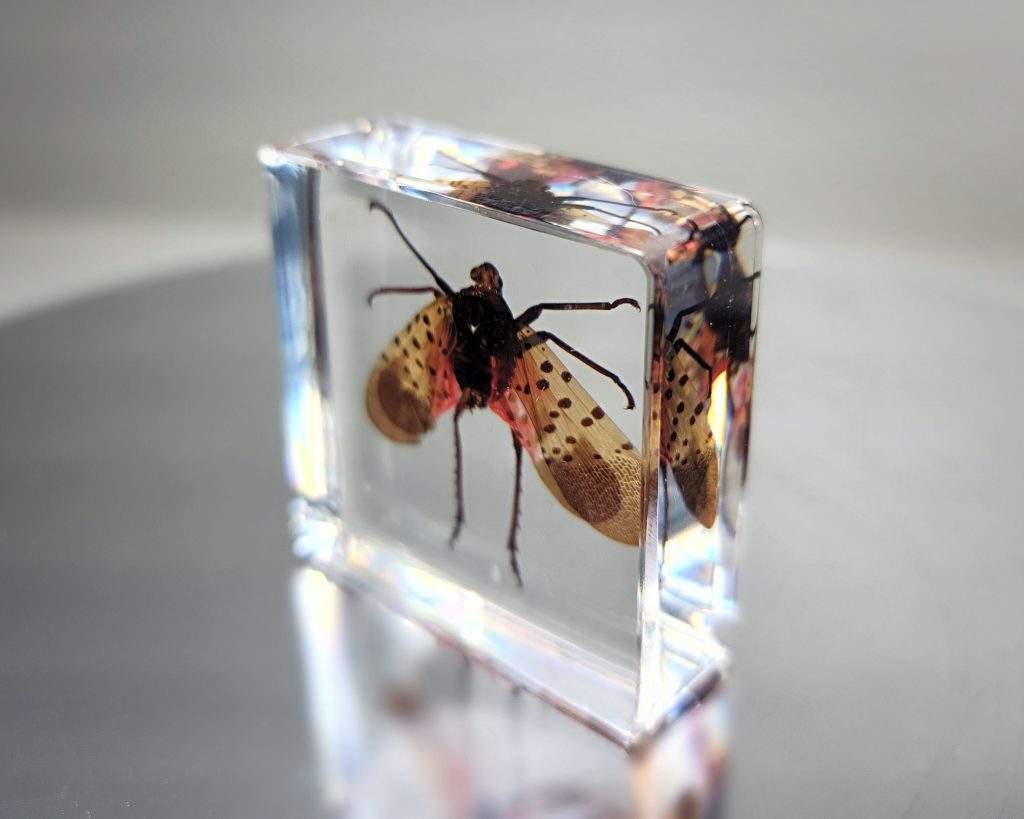 Bugs in Resin -Museum quality resin specimens