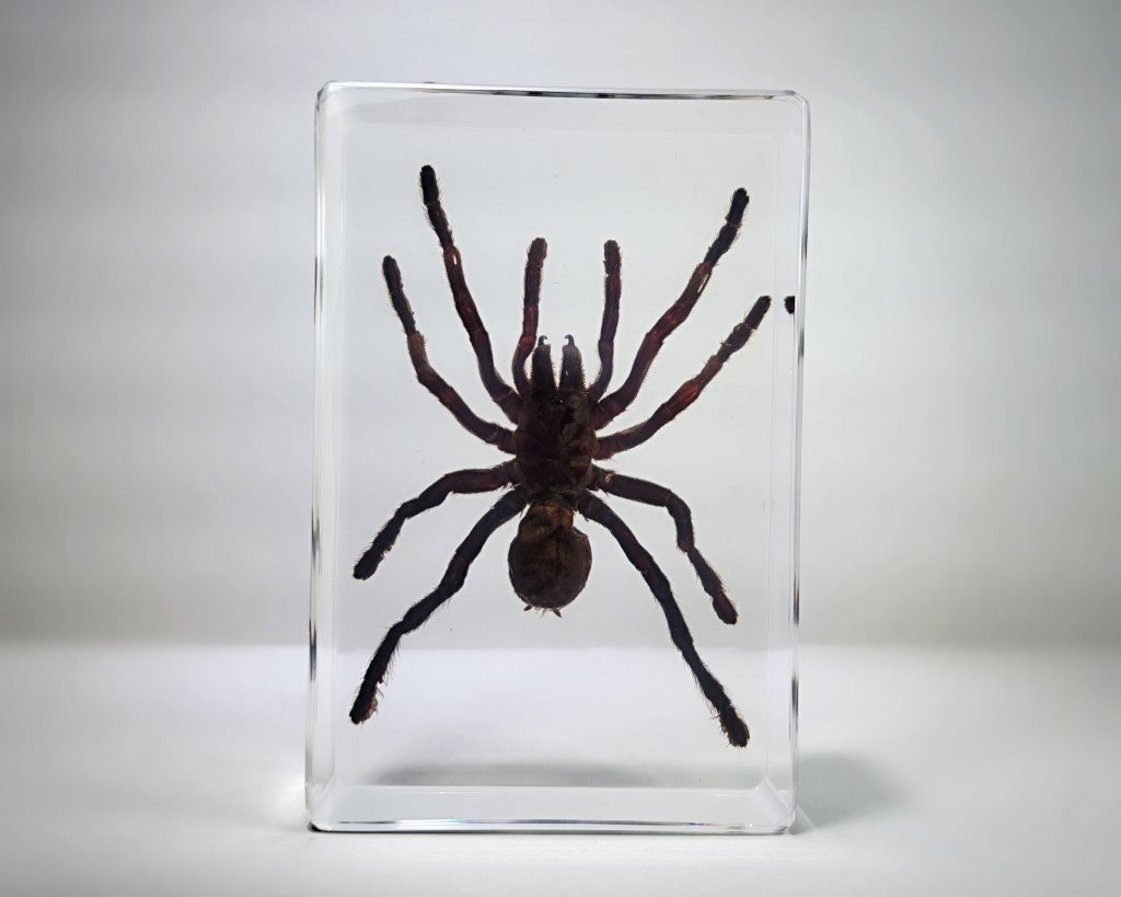 Chinese Bird Spider in Resin, Ornithoctonus huwena - Insects In Resin