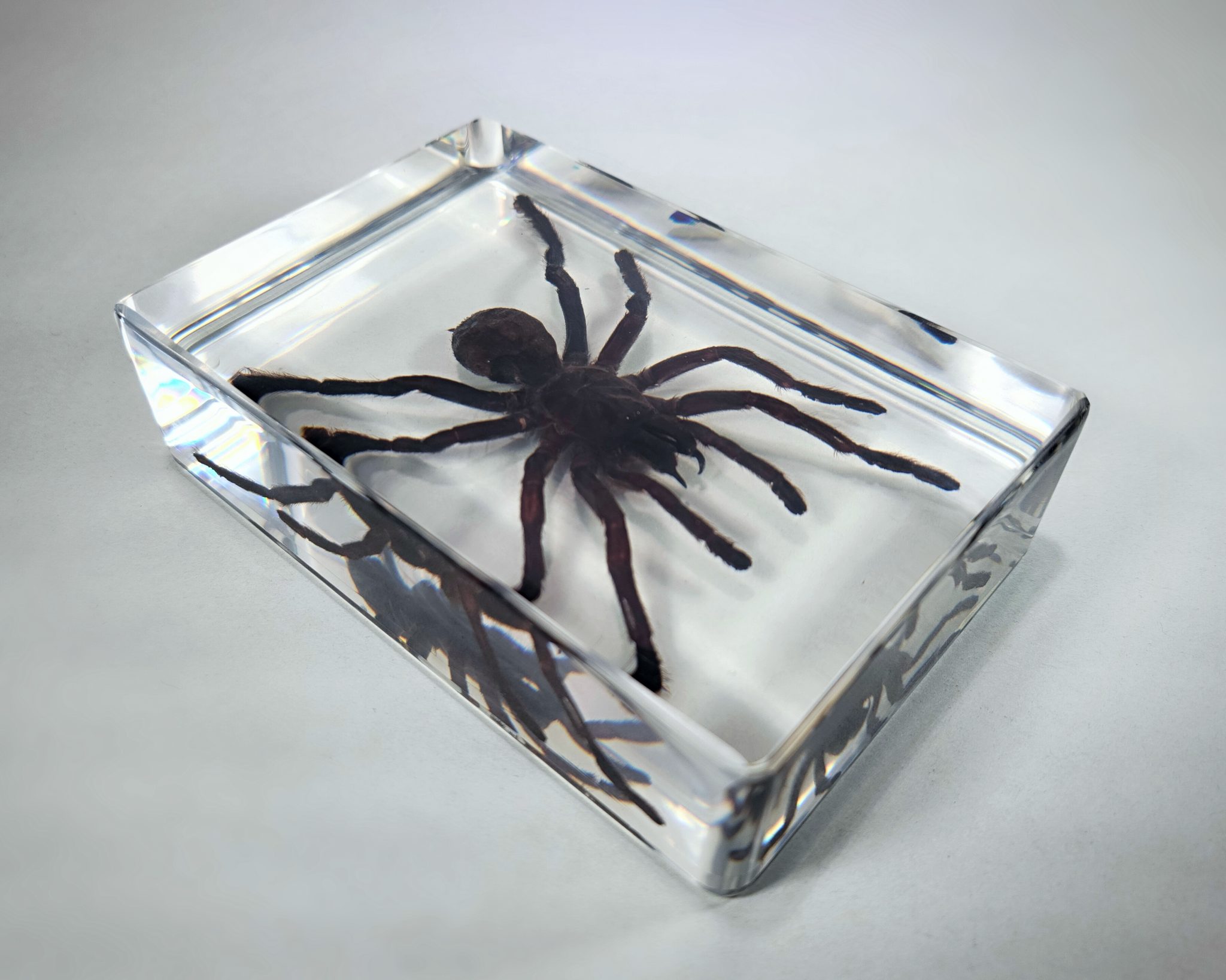 Chinese Bird Spider in Resin, Ornithoctonus huwena - Insects In Resin