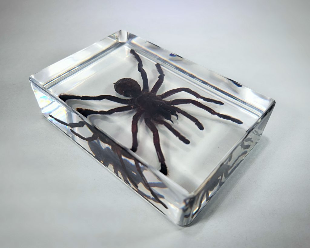 Chinese Bird Spider in Resin, Ornithoctonus huwena - Insects In Resin